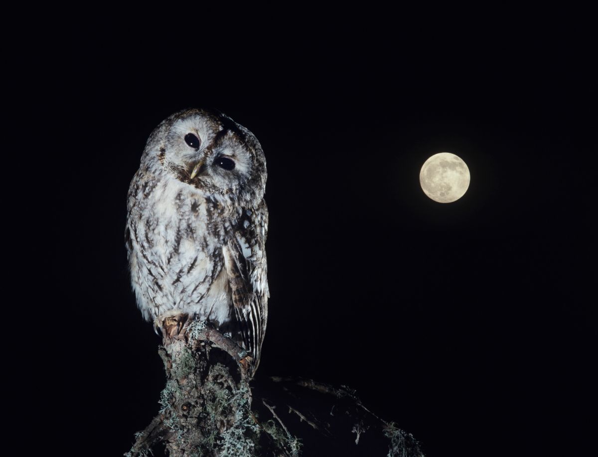 How To Enable Night Mode On Any Smartphone how-to-enable-night-mode-on-any-smartphone